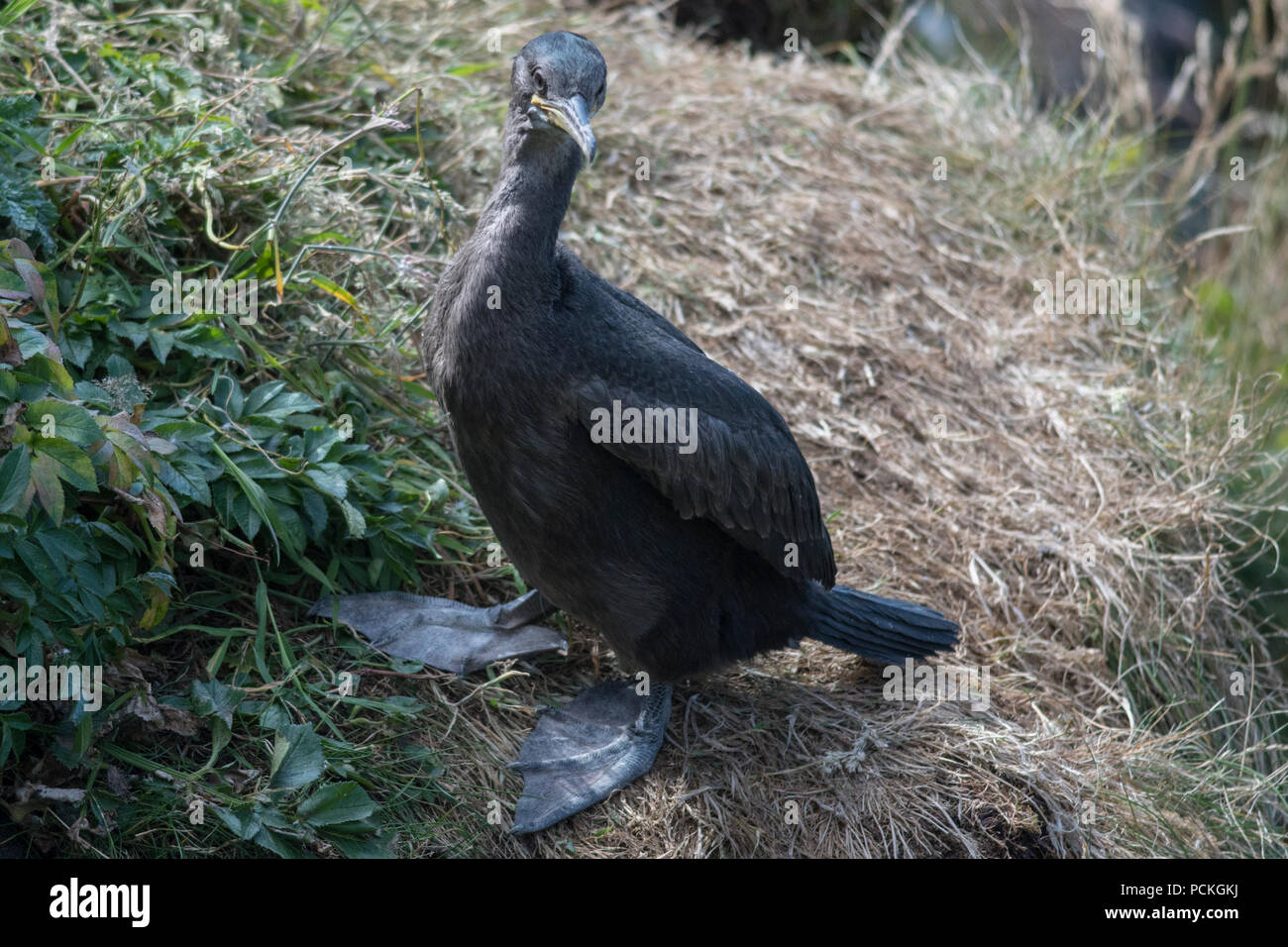 Juvenile European Shag (Phalacrocorax aristotelis) standing on grass ...