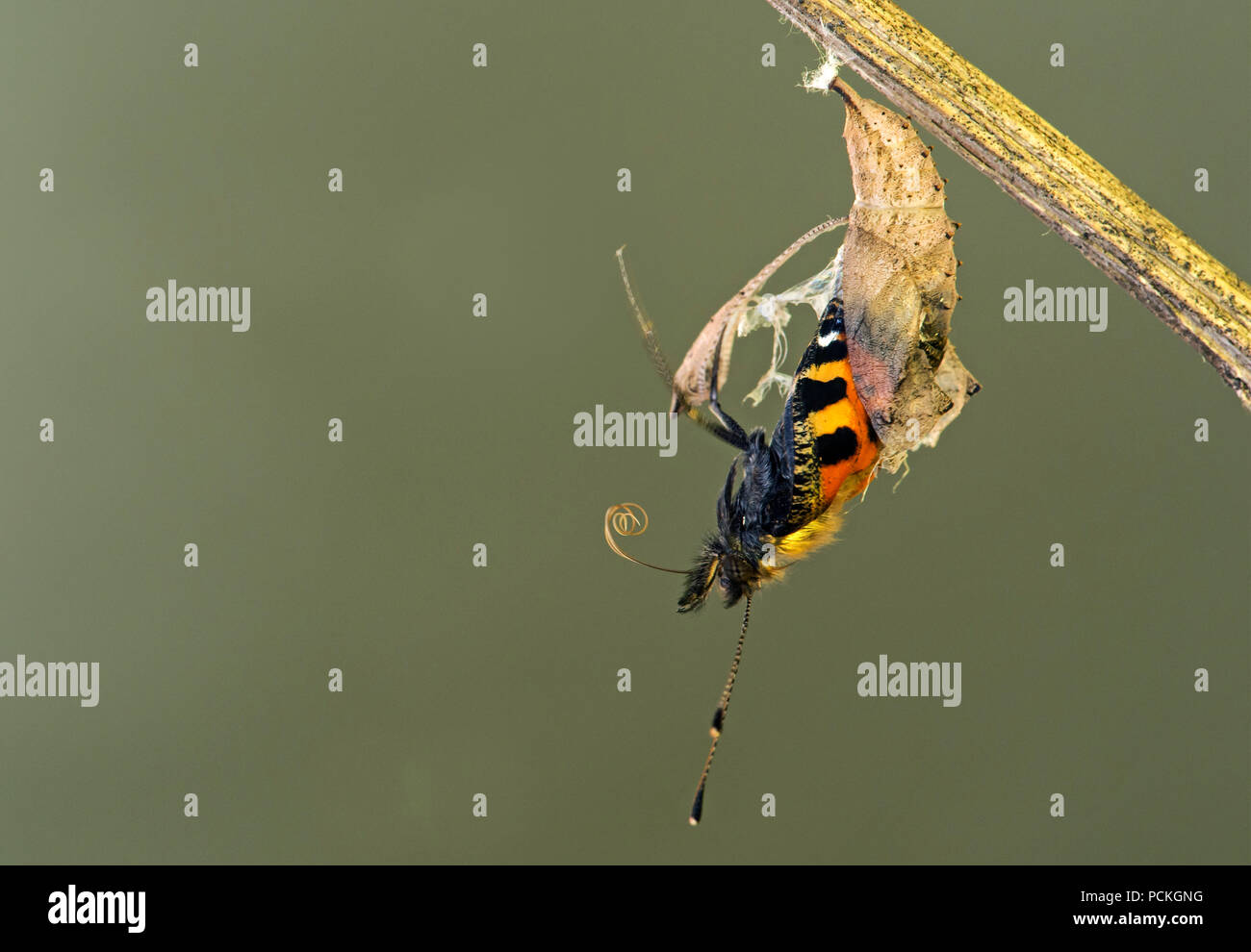 Little Fox (Aglais urticae), butterfly hatching from Exuvia ...