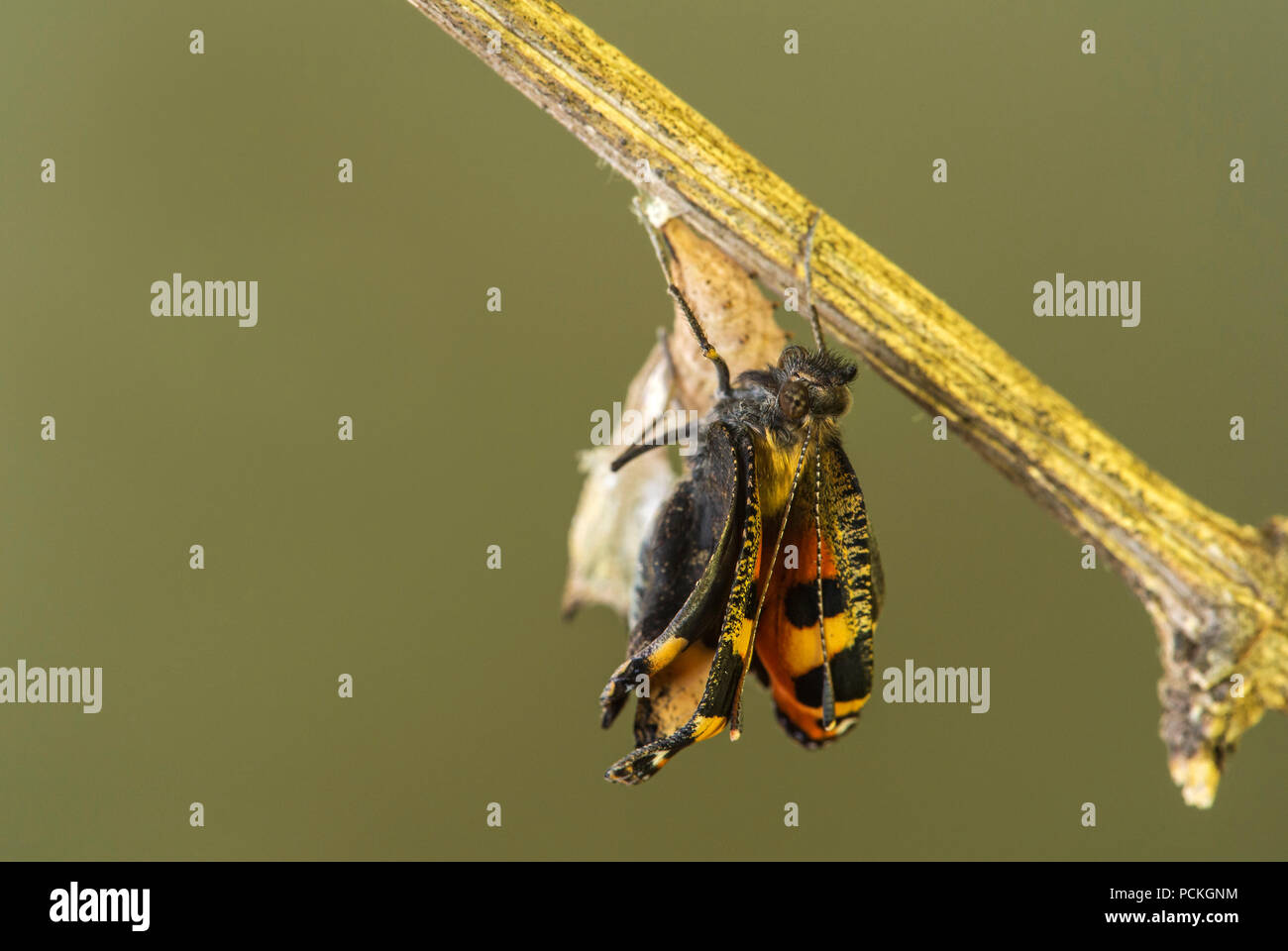 Little fox (Aglais urticae), newly hatched butterfly unfolding wings ...