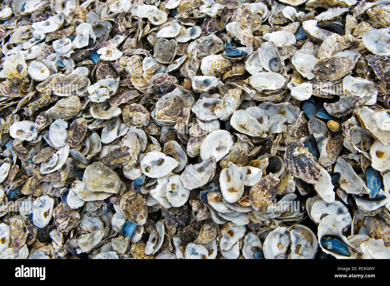 Oystersshells hi-res stock photography and images - Alamy