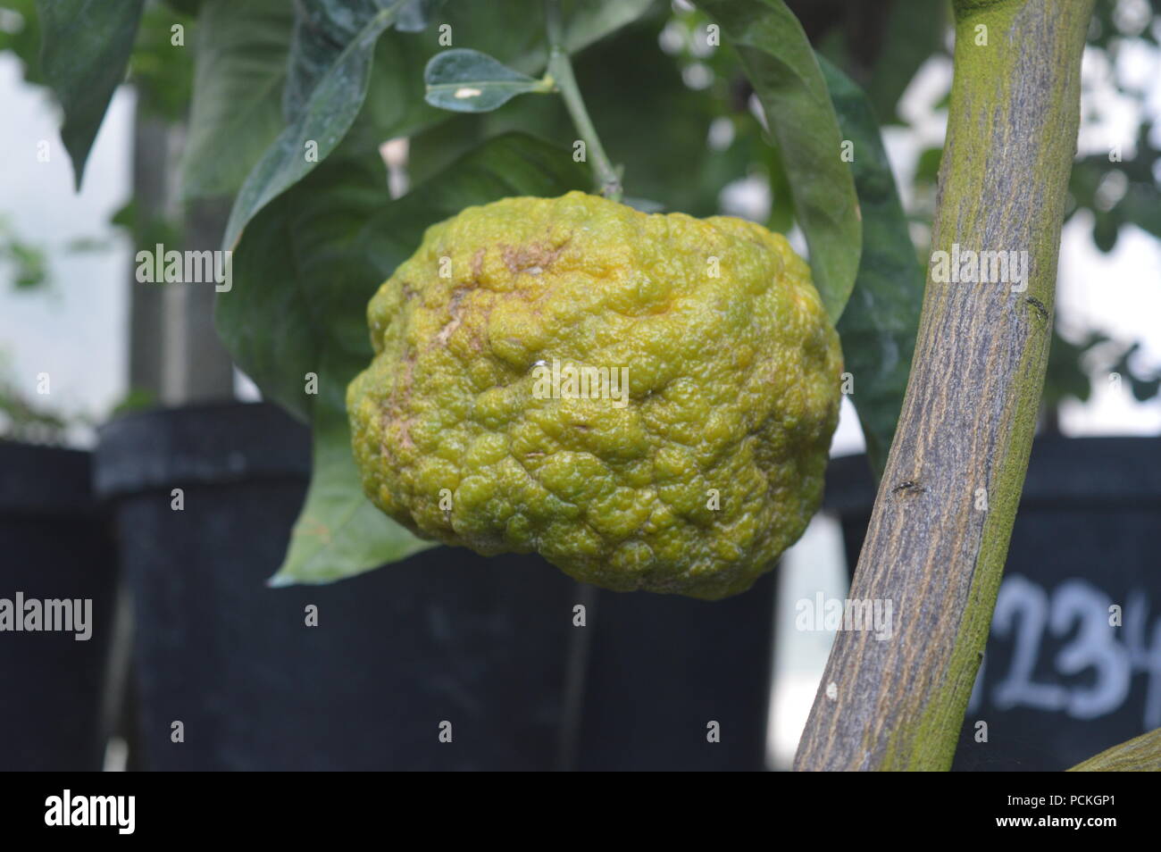 Ramphal tree hi-res stock photography and images - Alamy