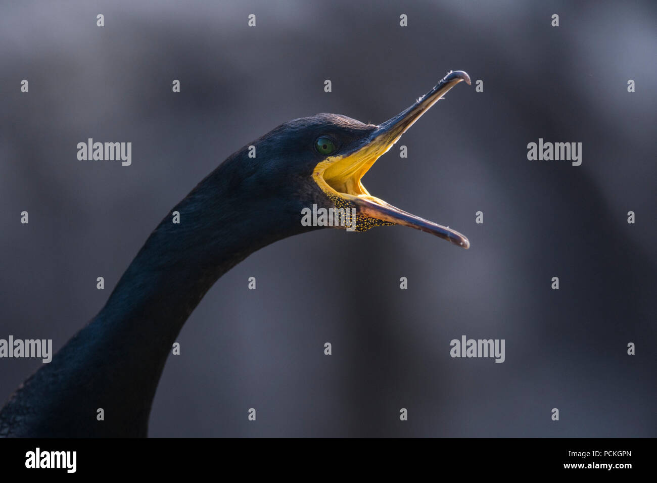 Common shag hi-res stock photography and images - Alamy