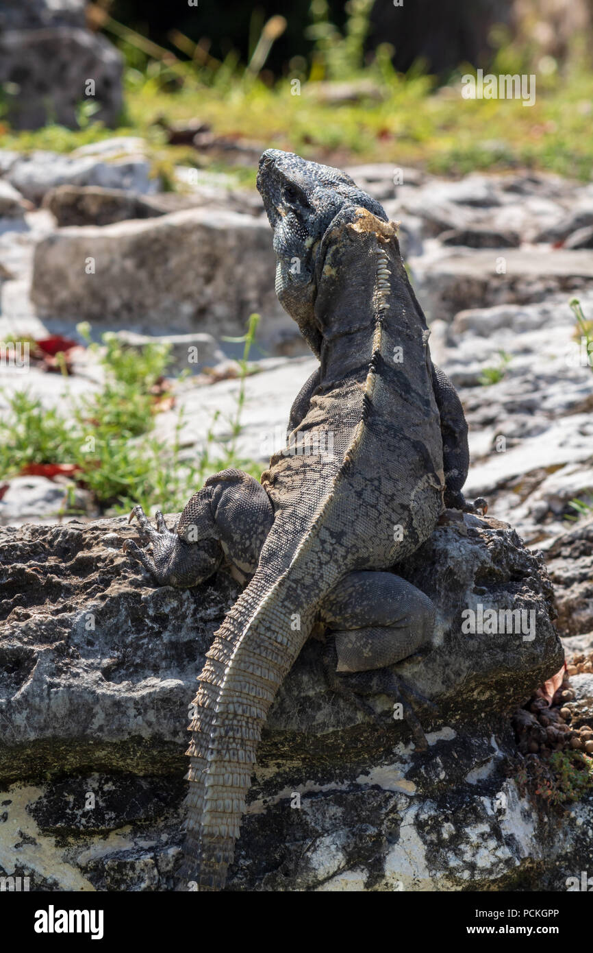 Closeup on lizard. Scaly textured skin shows patches of old skin still ...