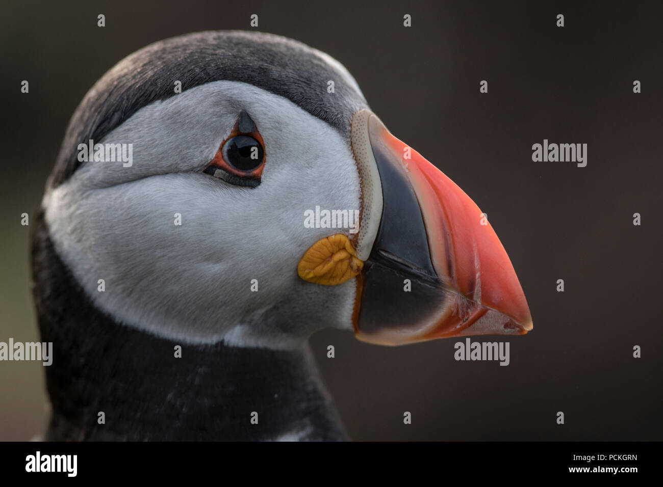 Head of puffin hi-res stock photography and images - Alamy