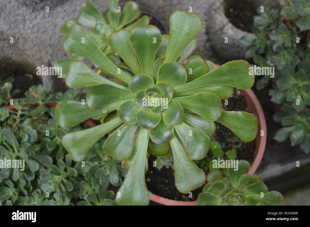 Solid plant hi-res stock photography and images - Alamy