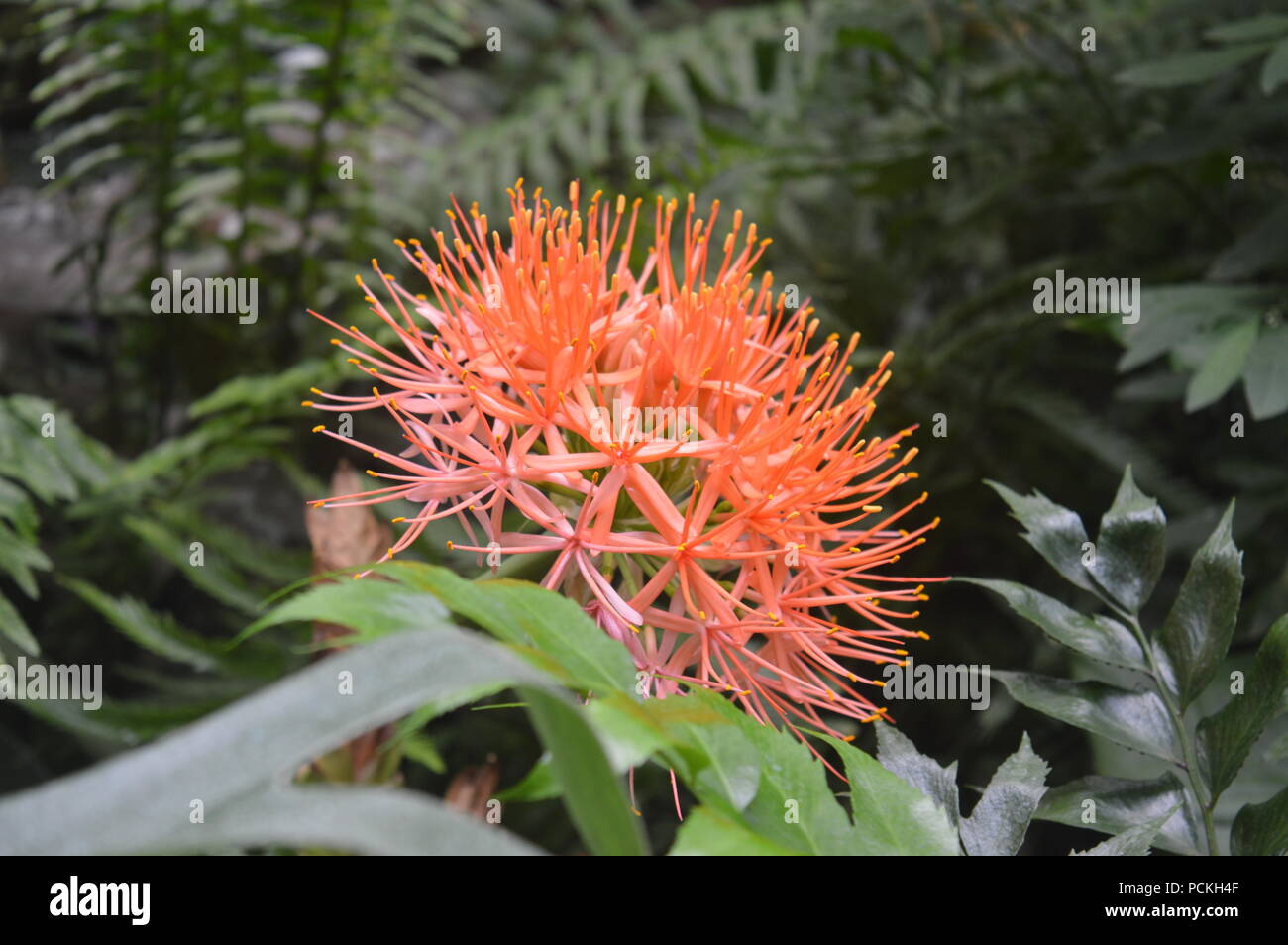 Safflower plants hi-res stock photography and images - Alamy