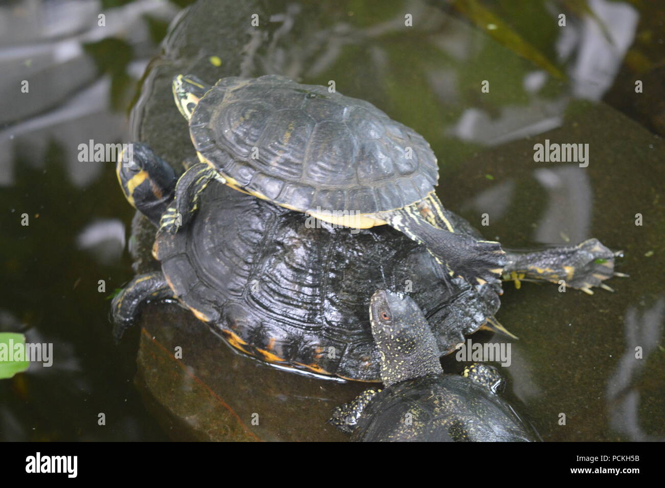Baby river cooter hi-res stock photography and images - Alamy