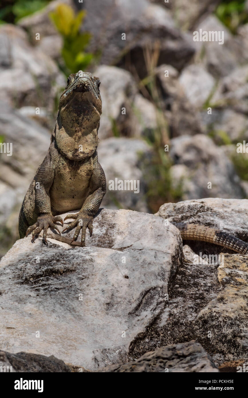 Closeup on lizard. Scaly textured skin shows patches of old skin still ...