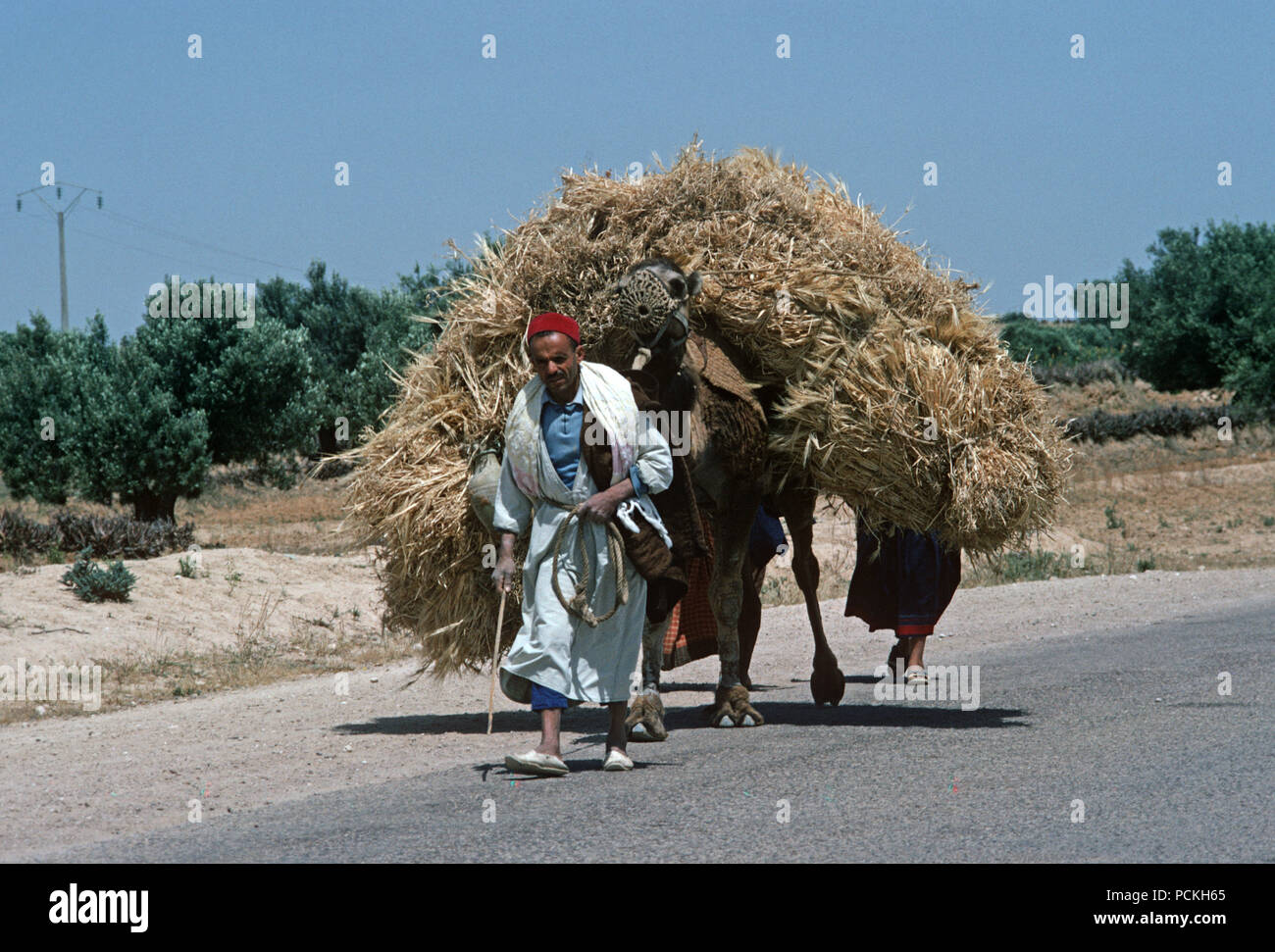 Arab Berber family with laden down straw carrying camel, South Tunisia ...