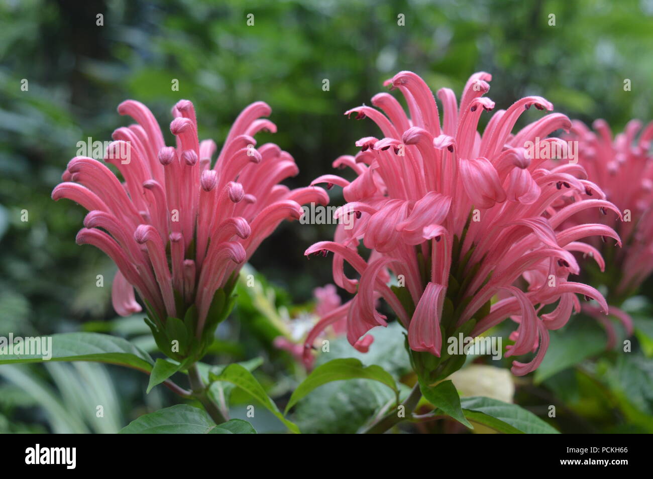 Justicia carnea hi-res stock photography and images - Alamy