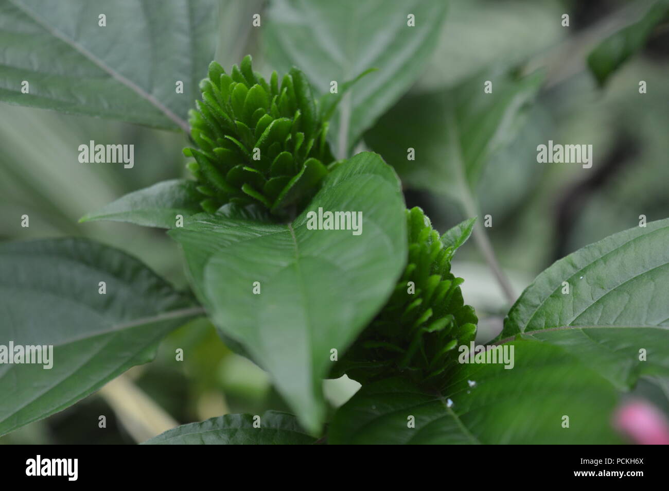 Botanic garden plant Stock Photo - Alamy