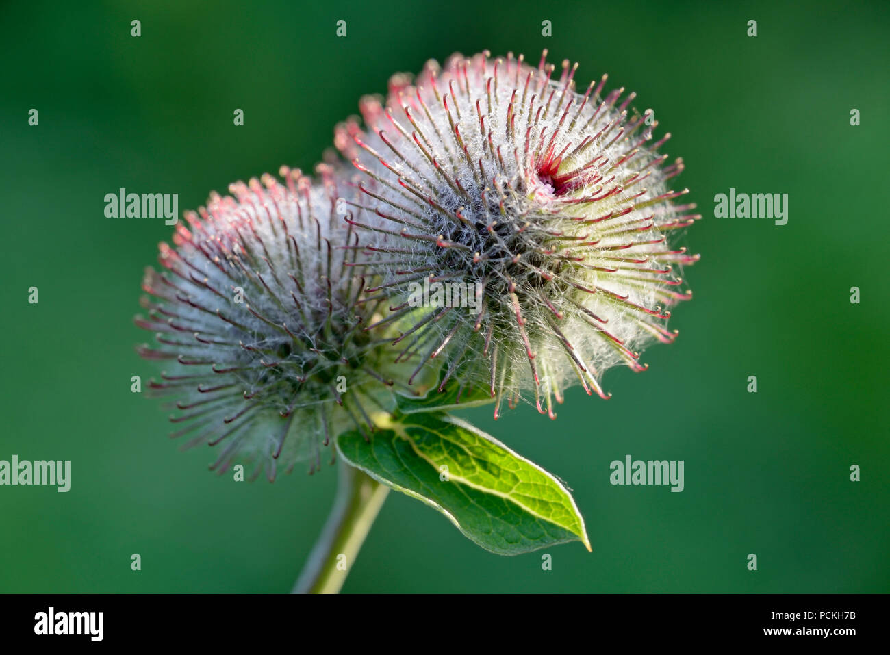 Burdocks hi-res stock photography and images - Alamy
