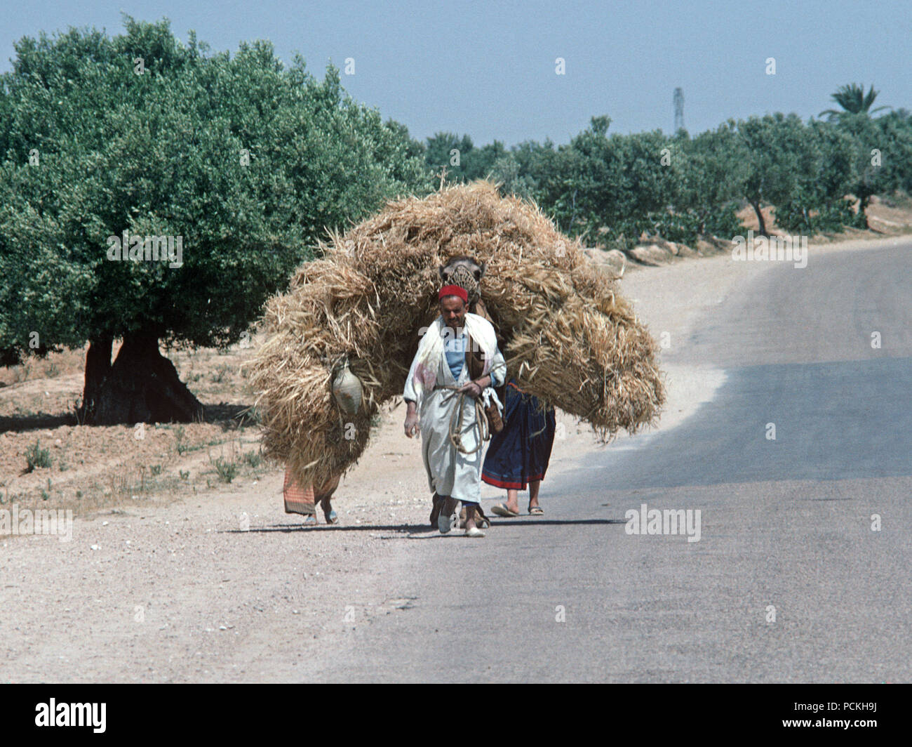 Arab Berber family with laden down straw carrying camel, South Tunisia ...
