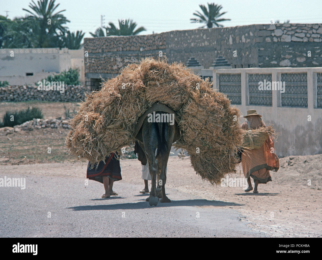 Arab Berber family with laden down straw carrying camel, South Tunisia ...
