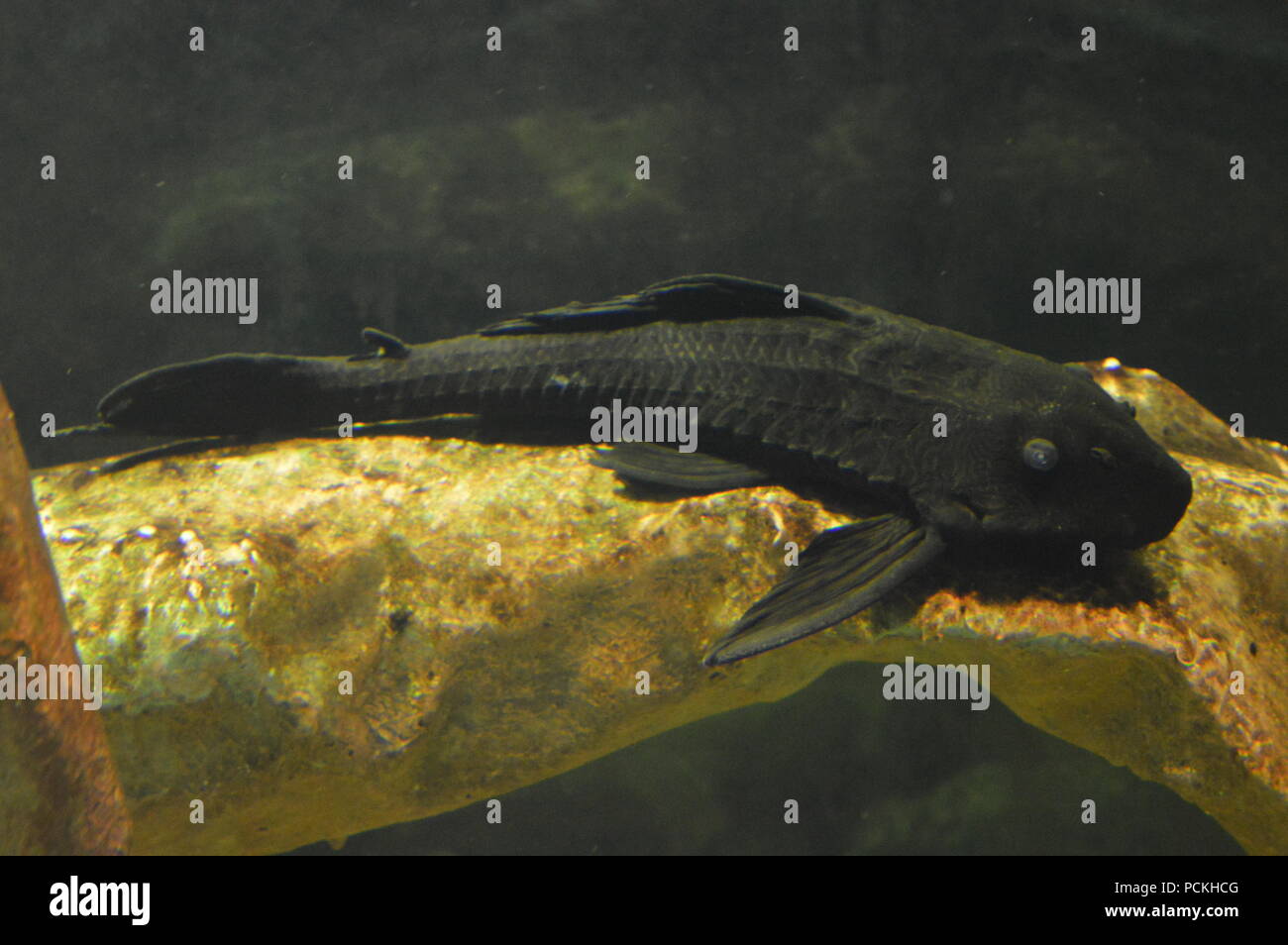 Acipenser hi-res stock photography and images - Alamy