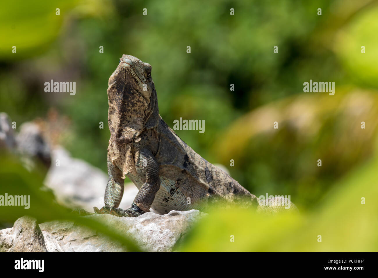 Closeup on lizard. Scaly textured skin shows patches of old skin still ...