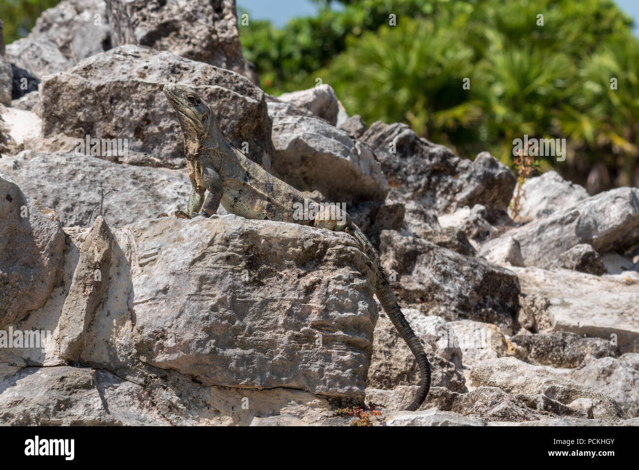 Closeup on lizard. Scaly textured skin shows patches of old skin still ...