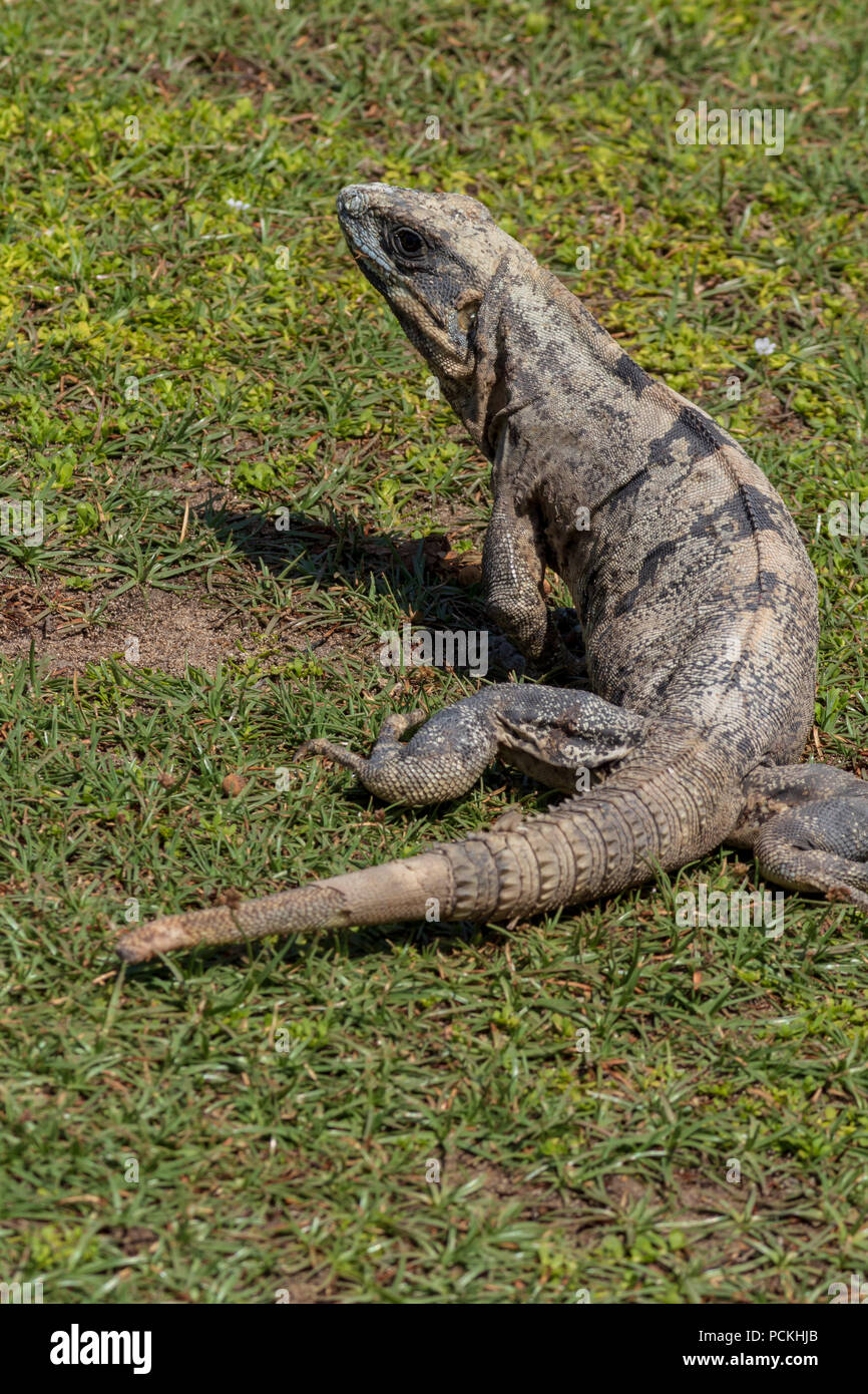 Closeup on lizard. Scaly textured skin shows patches of old skin still ...
