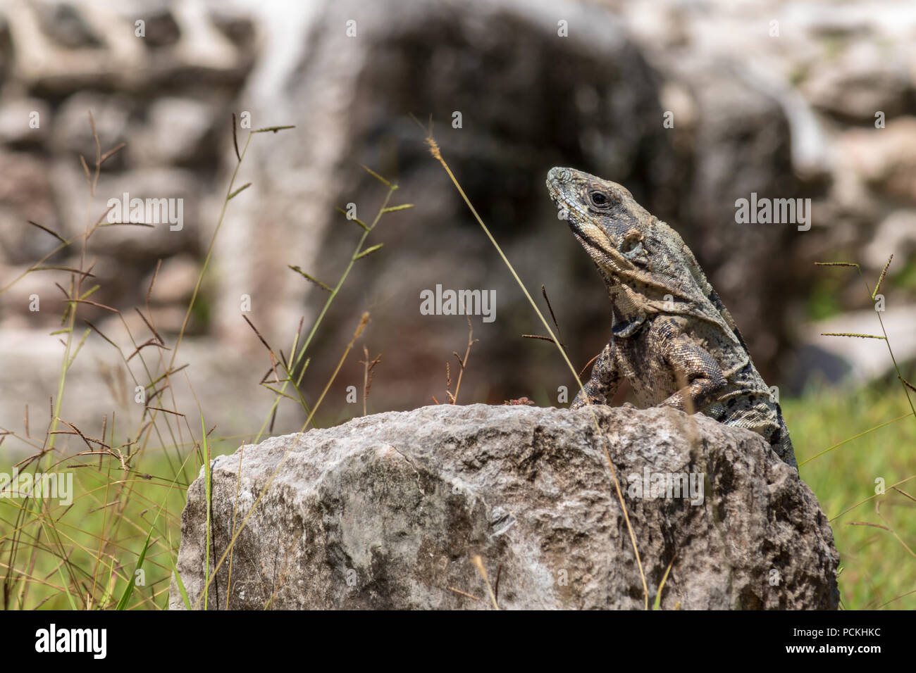 Closeup on lizard. Scaly textured skin shows patches of old skin still ...