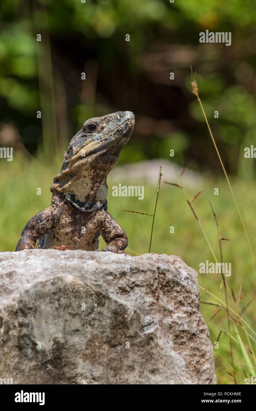 Granite spiny lizard hi-res stock photography and images - Alamy