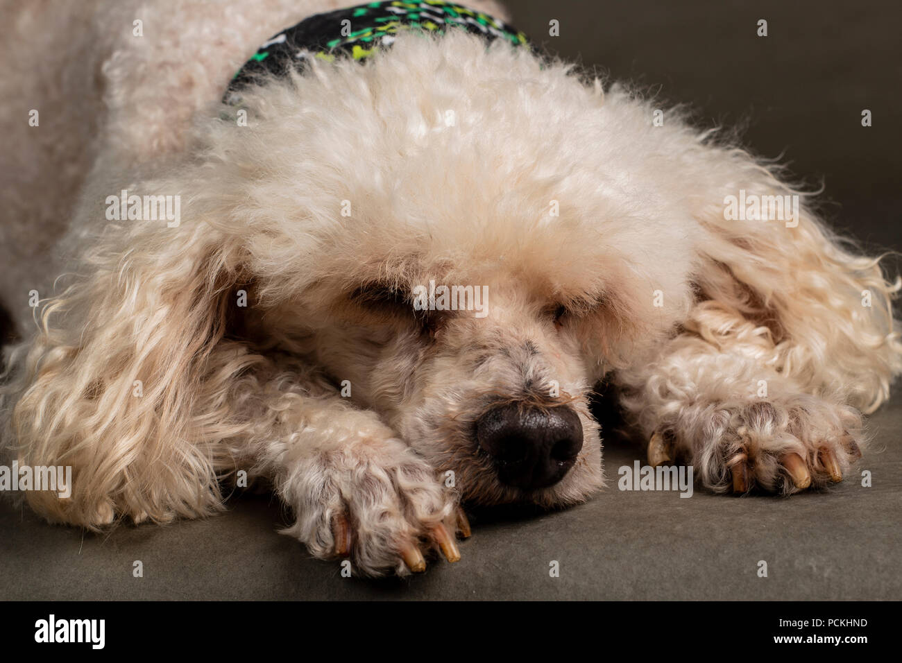 The french poodle hi-res stock photography and images - Alamy