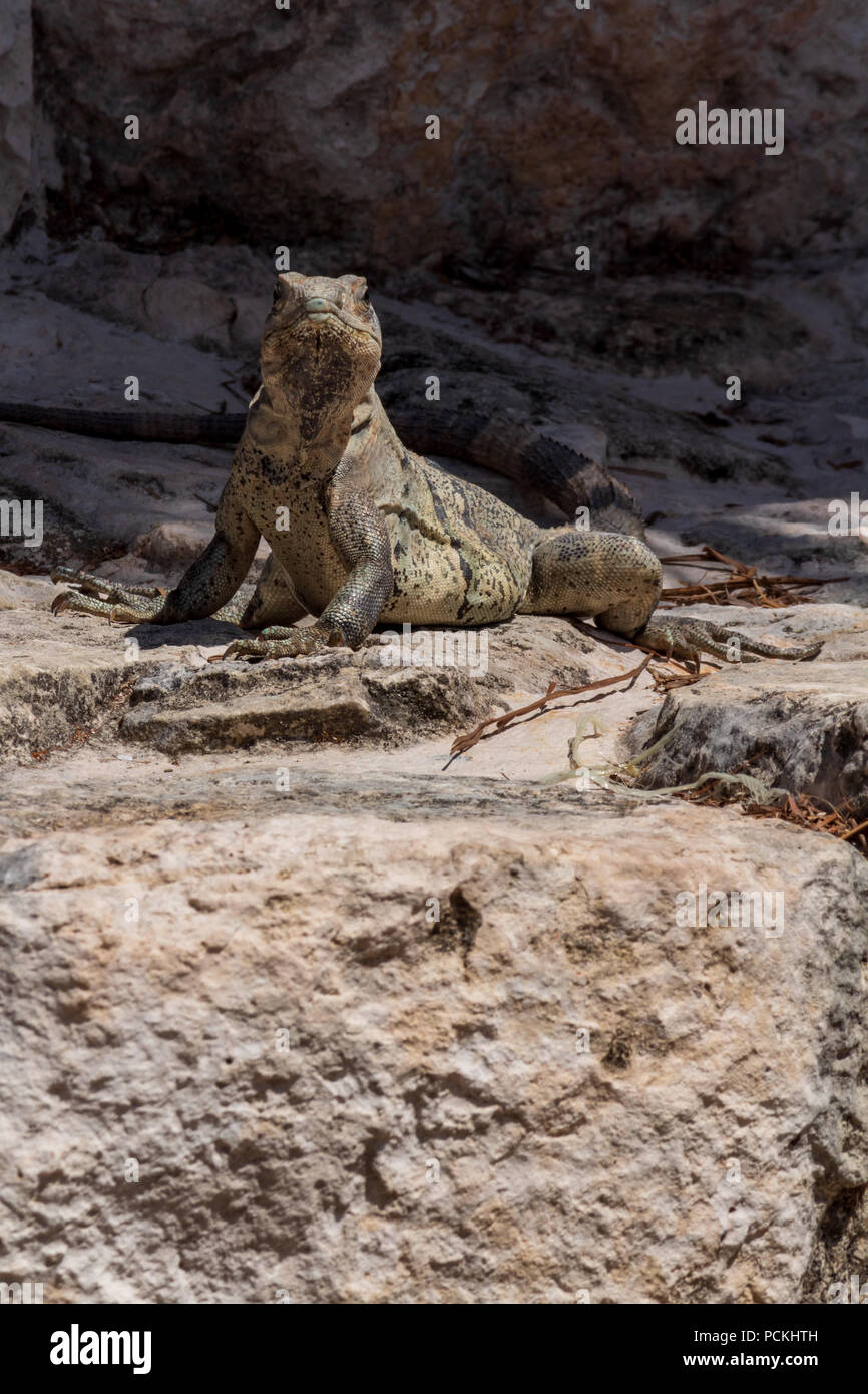 Closeup on lizard. Scaly textured skin shows patches of old skin still ...