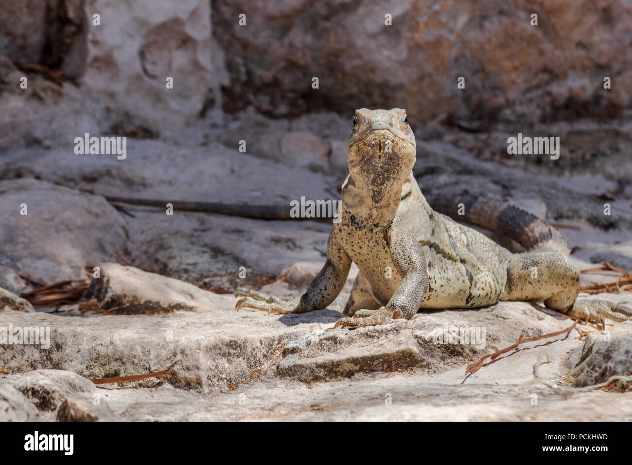 Closeup on lizard. Scaly textured skin shows patches of old skin still ...