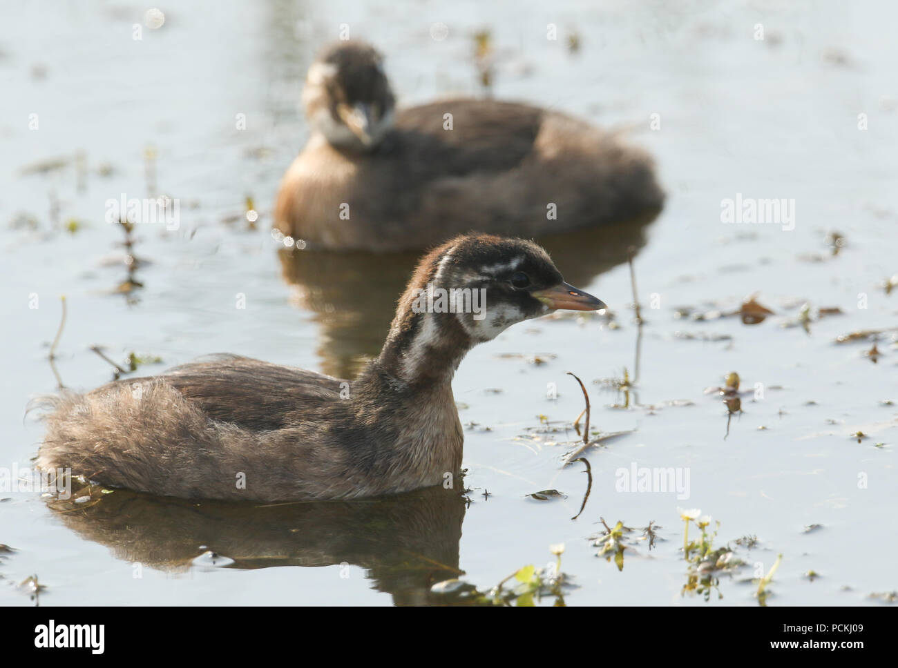Two cute baby Little Grebe (Tachybaptus ruficollis) swimming in a lake ...