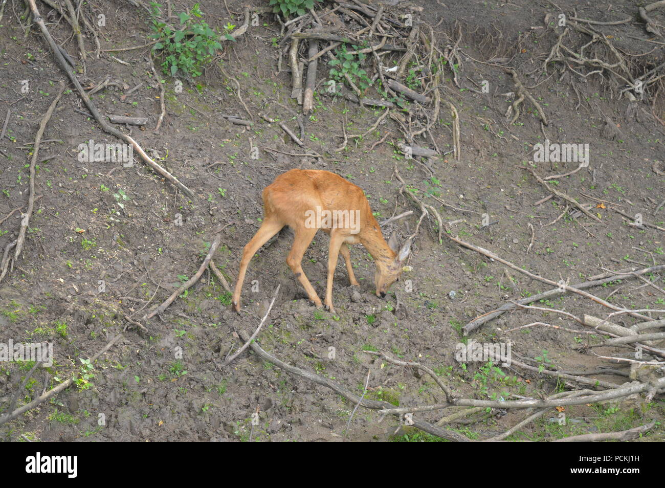 Deers at the botanical garden Stock Photo - Alamy