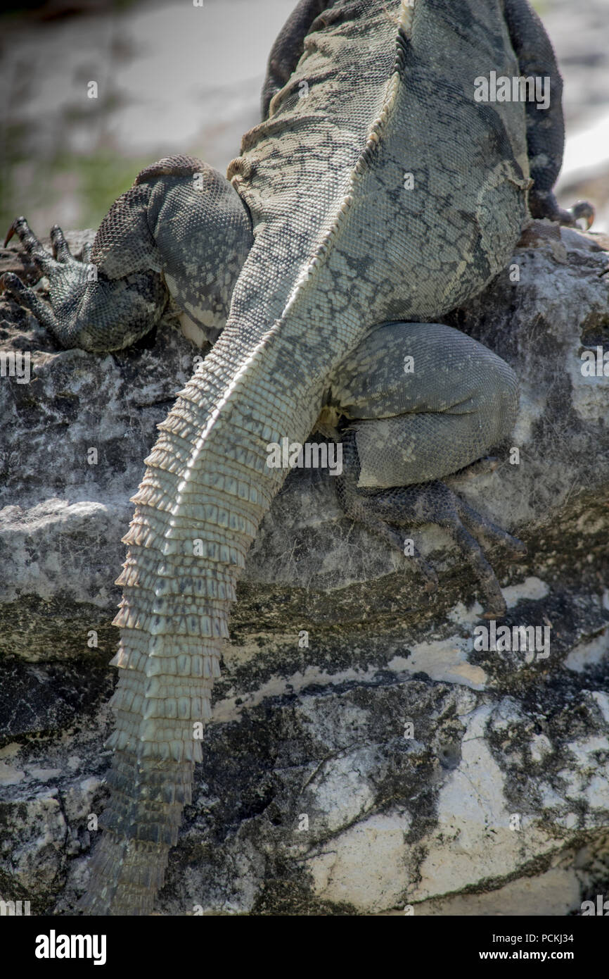 Scaly tail hi-res stock photography and images - Alamy