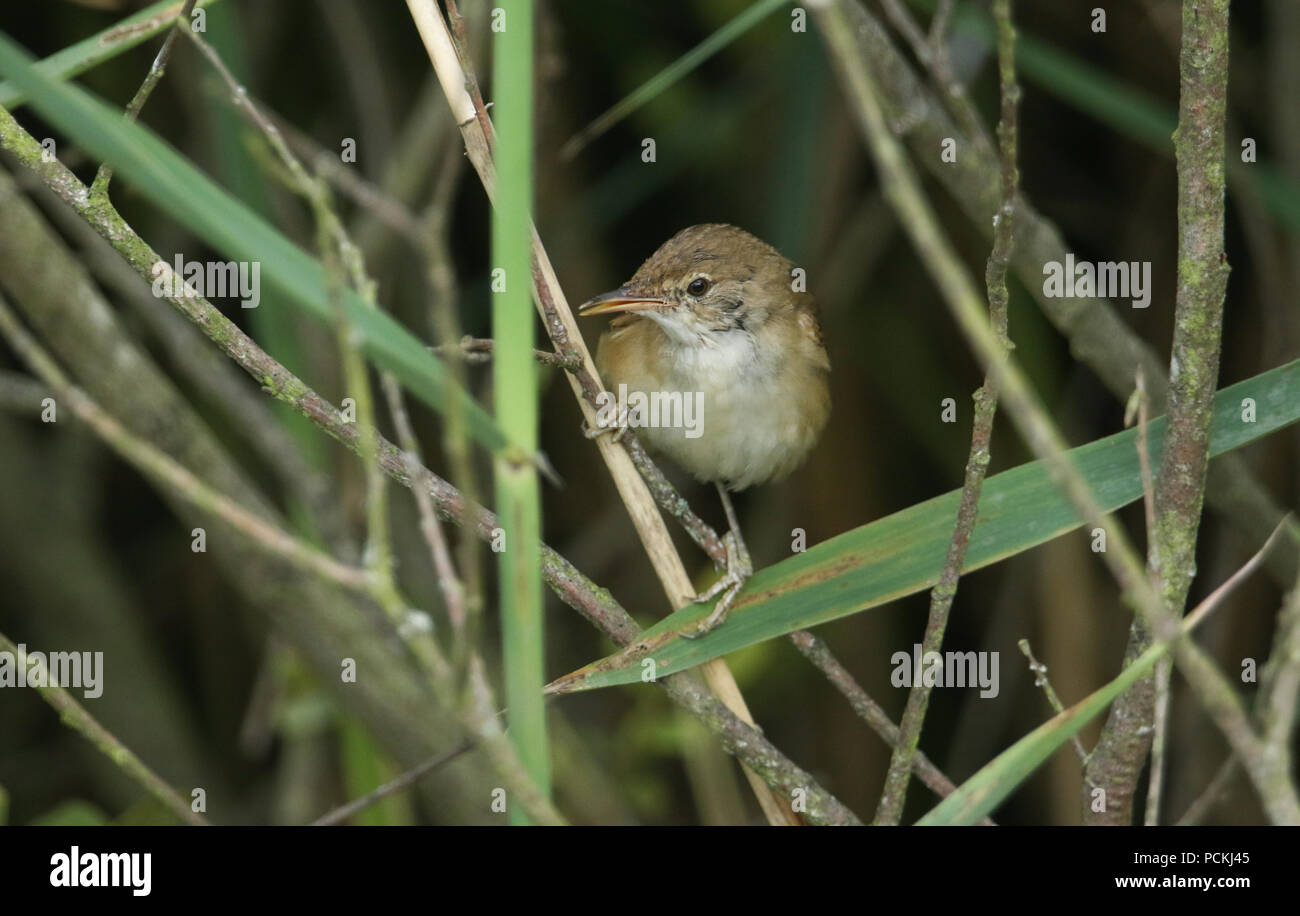 Reed warbler acrocephalus scirpaceus marsh hi-res stock photography and ...