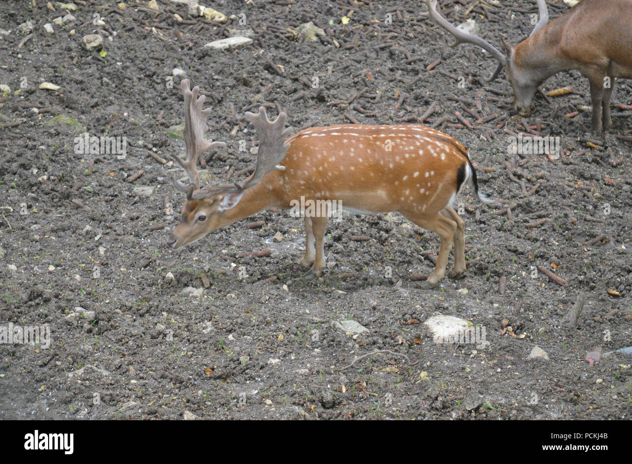 Deers at the botanical garden Stock Photo - Alamy