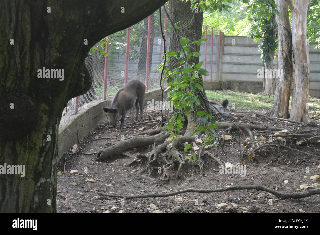 Zoo boar hi-res stock photography and images - Alamy