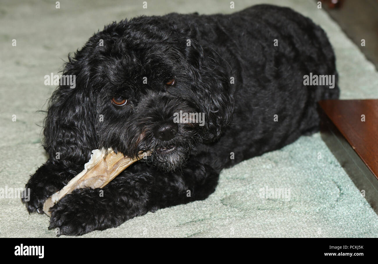 Cavapoo Noir Et Blanc Adulte Cavapoo Black And White