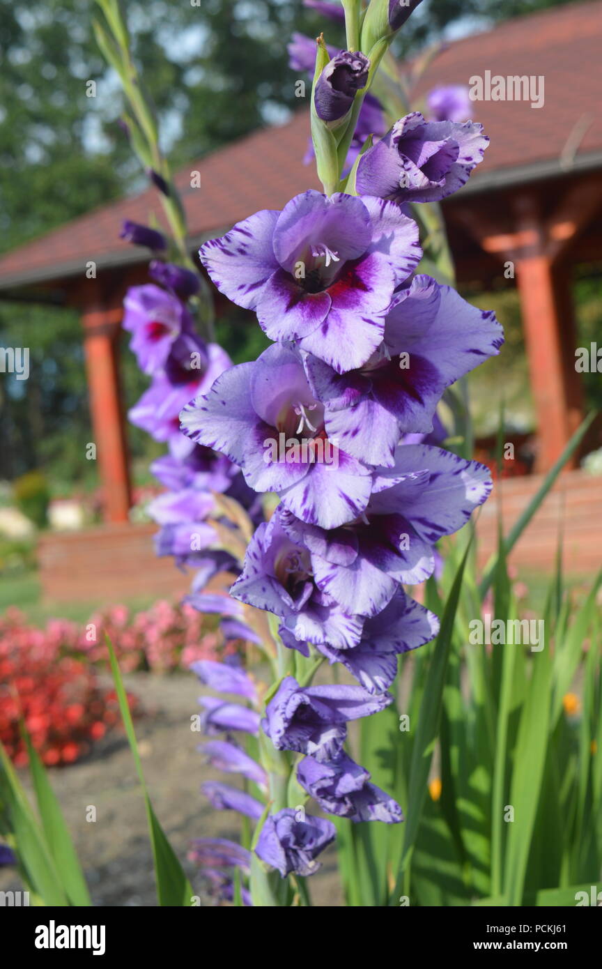 Purple gladiolus hi-res stock photography and images - Alamy
