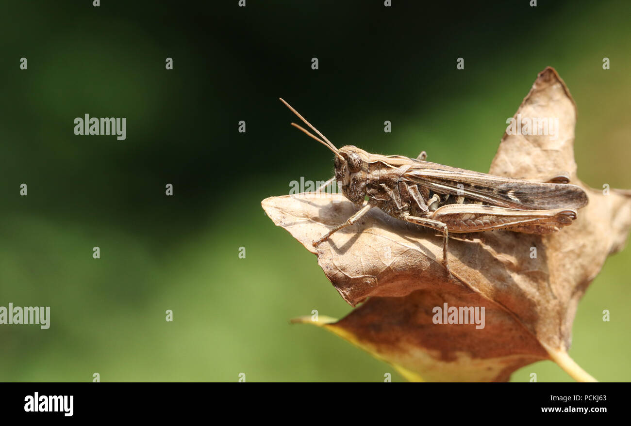 A pretty Common Field Grasshopper (Chorthippus brunneus) resting on a ...