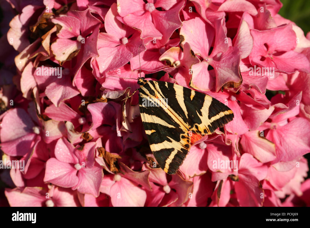 A stunning Jersey Tiger Moth (Euplagia quadripunctaria) perching on a ...