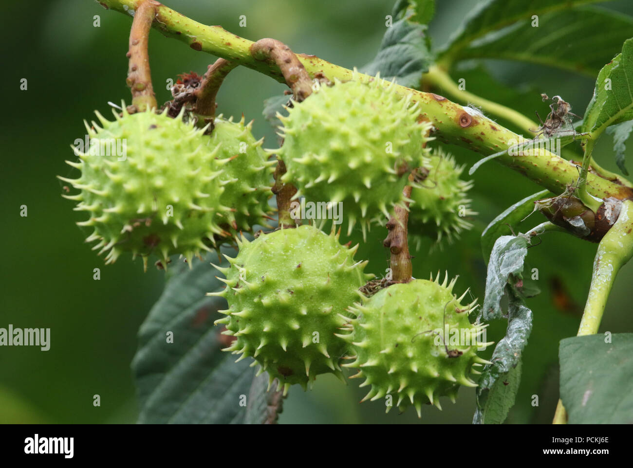 A branch of conkers on a Horse Chestnut Tree (Aesculus hippocastanum ...