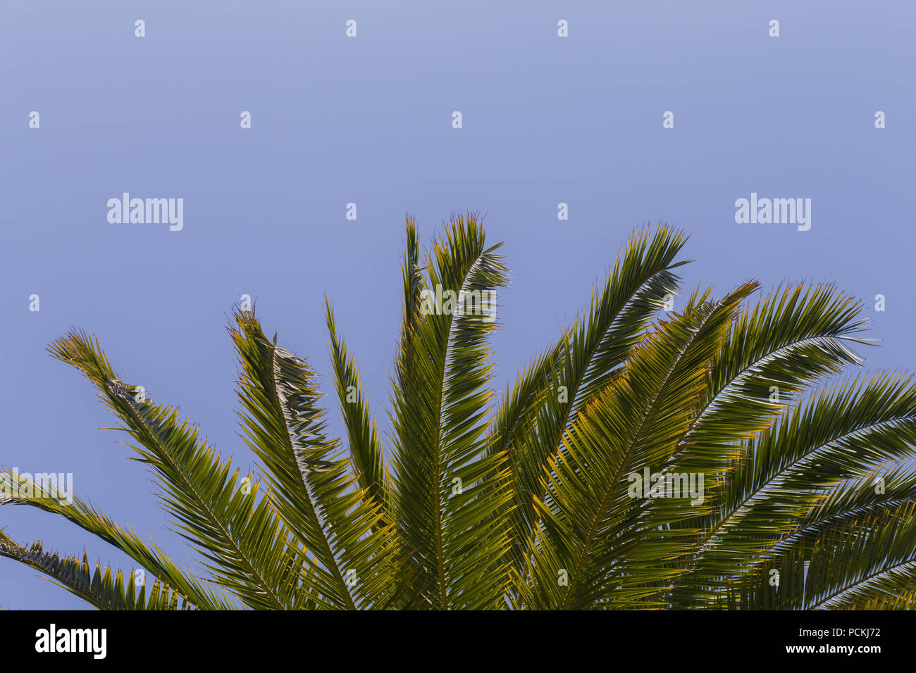 Palm tree fronds hi-res stock photography and images - Alamy Palm tree fronds hi-res stock photography and images - Alamy