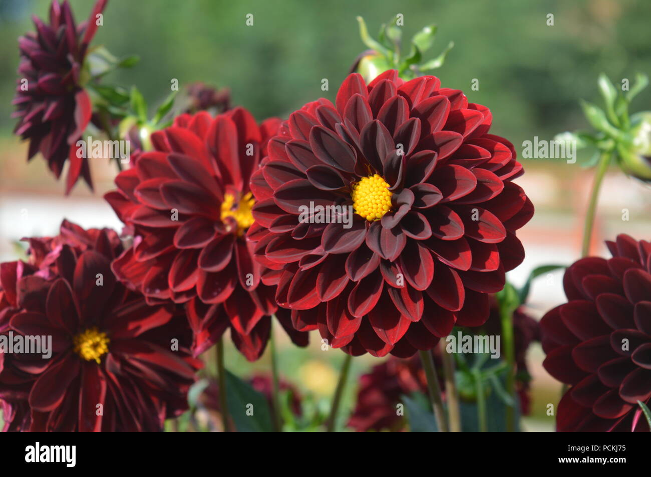 Dark red common zinnias hi-res stock photography and images - Alamy