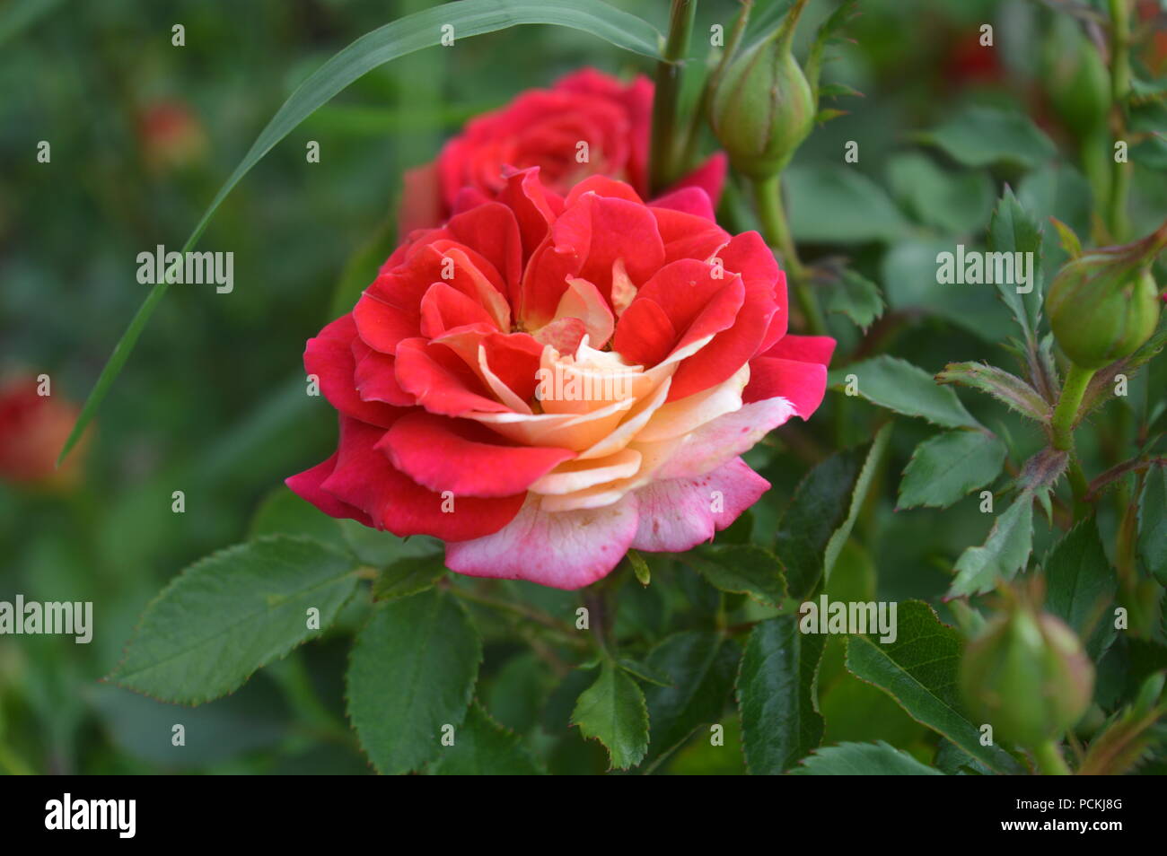 Many colors roses hi-res stock photography and images - Alamy