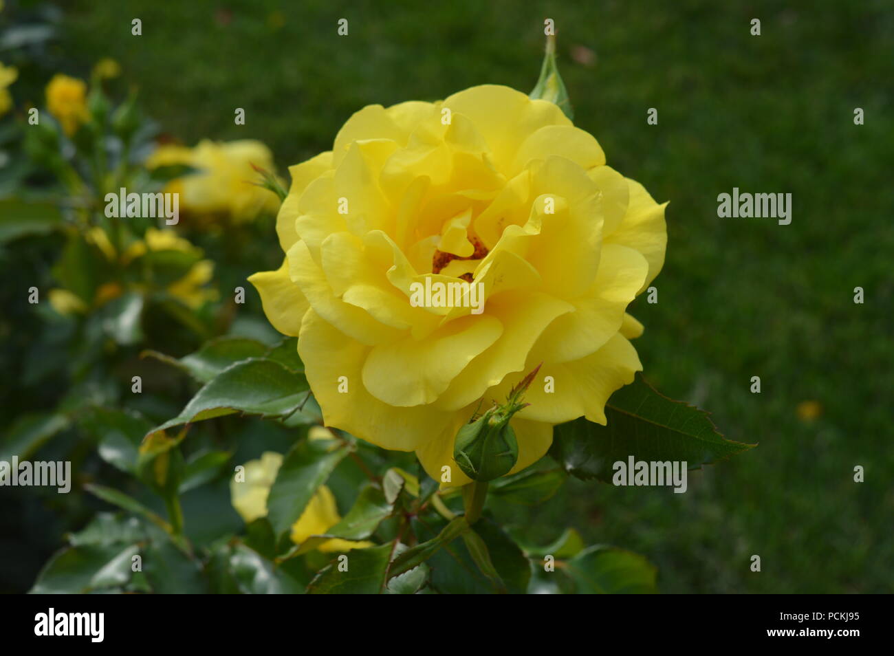 Yellow roses hi-res stock photography and images - Alamy