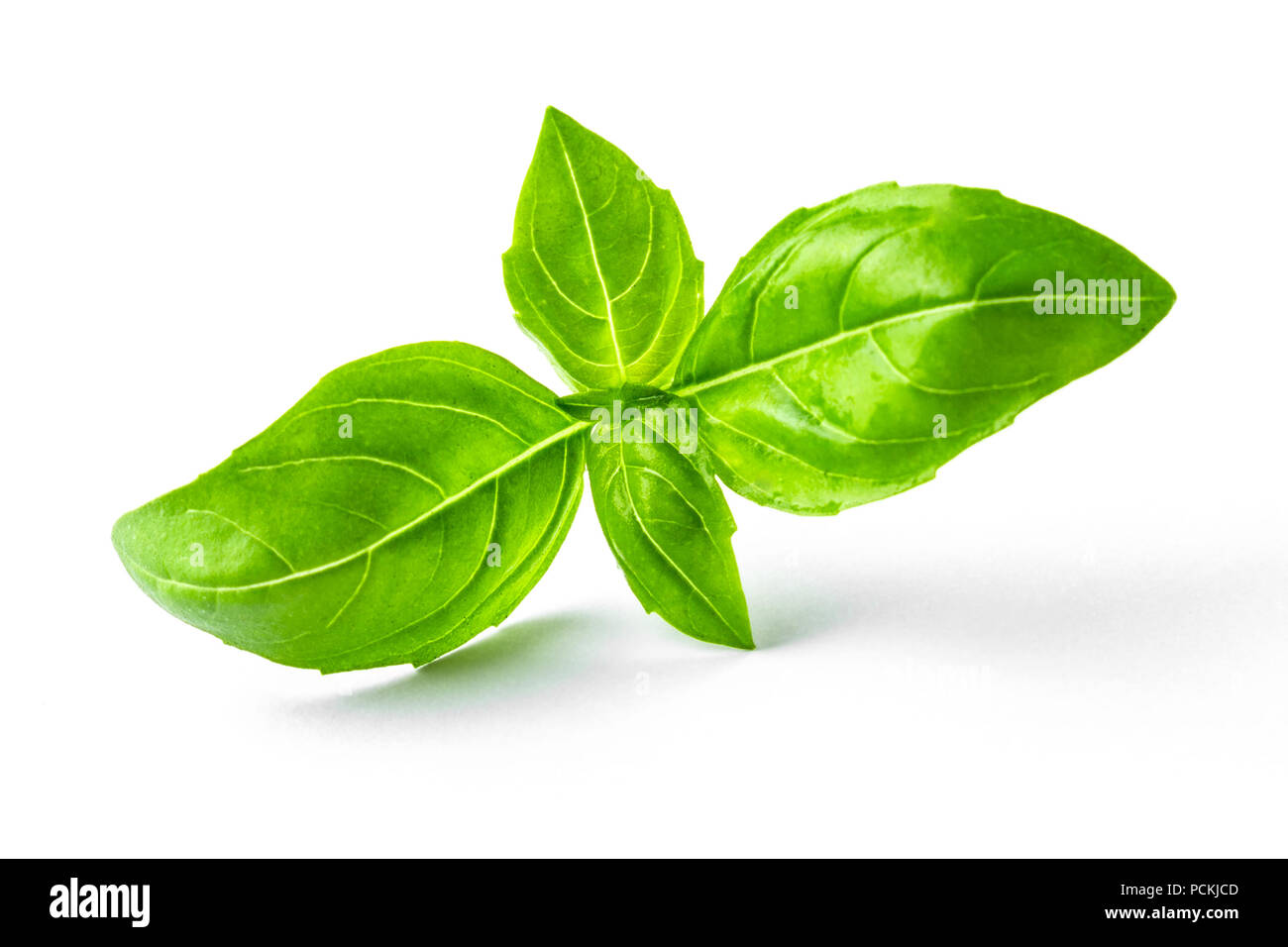 one basil fresh branch, isolated on white Stock Photo - Alamy