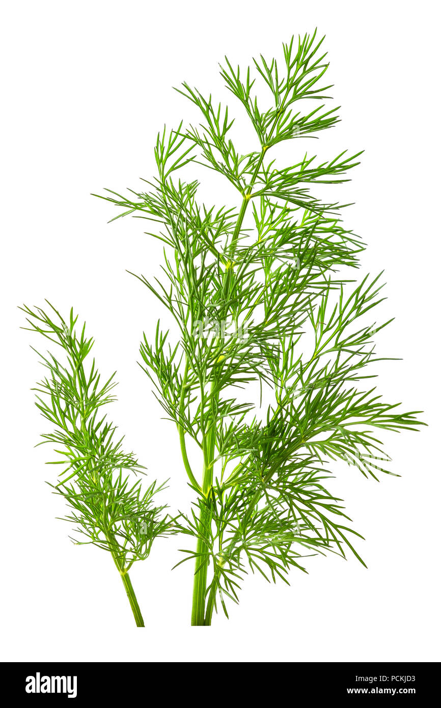 green fresh dill Stock Photo - Alamy
