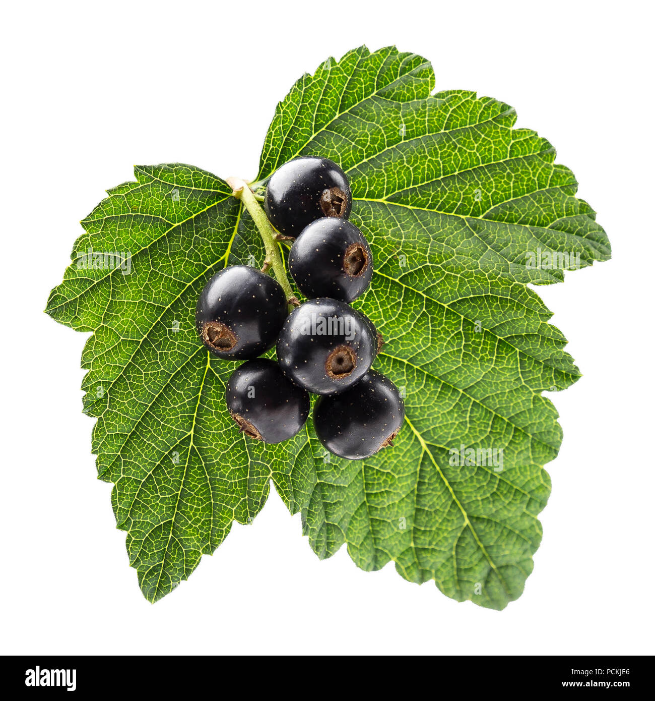 Blackcurrant juice Cut Out Stock Images & Pictures - Alamy