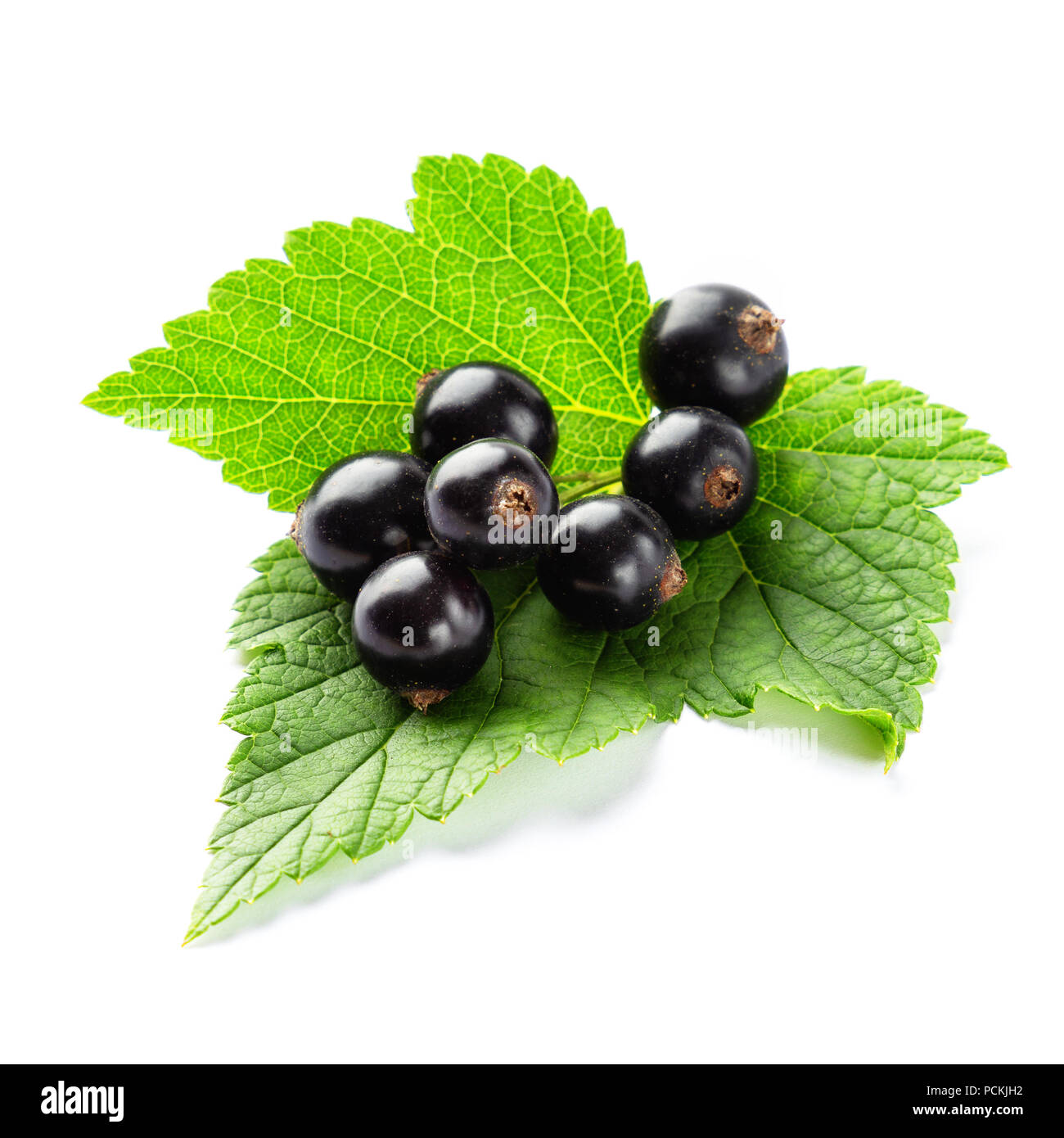 Wet ripe black currant hi-res stock photography and images - Alamy