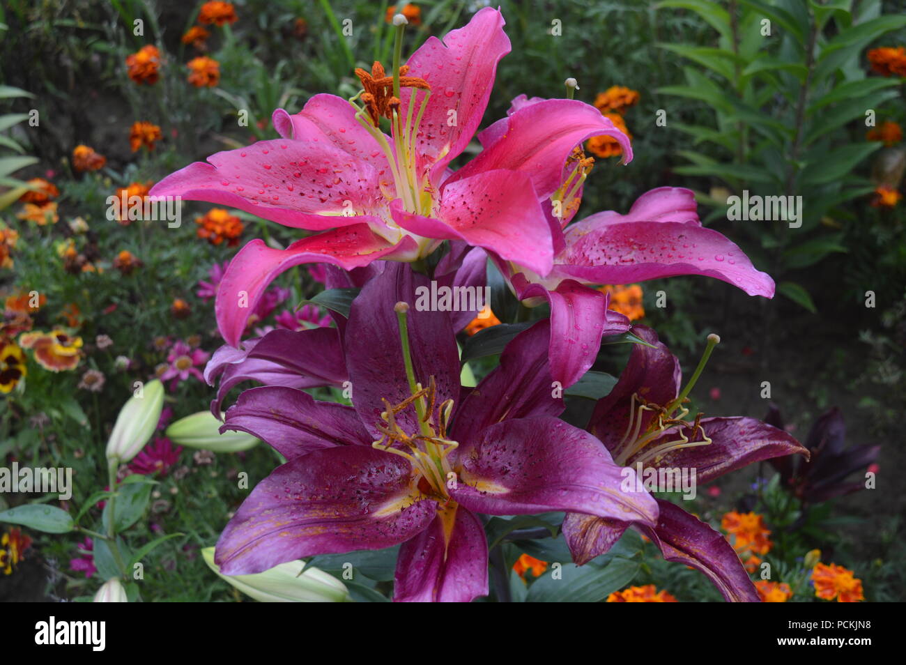 Garden lily flowers hi-res stock photography and images - Alamy