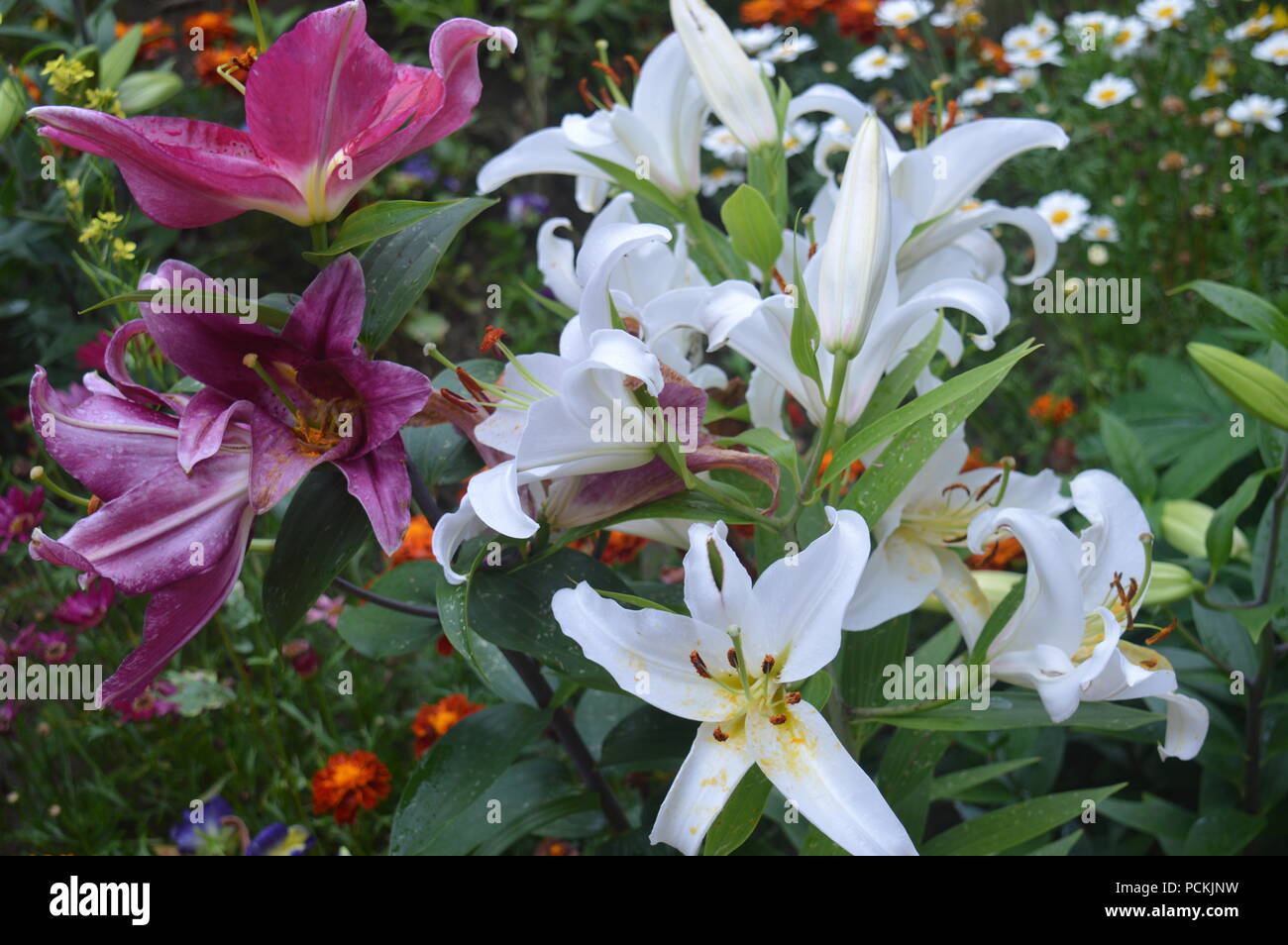 Lilies plants hi-res stock photography and images - Alamy