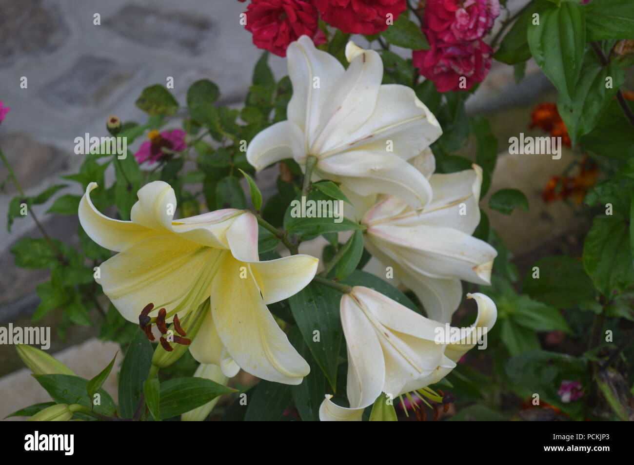 Garden lily flowers hi-res stock photography and images - Alamy