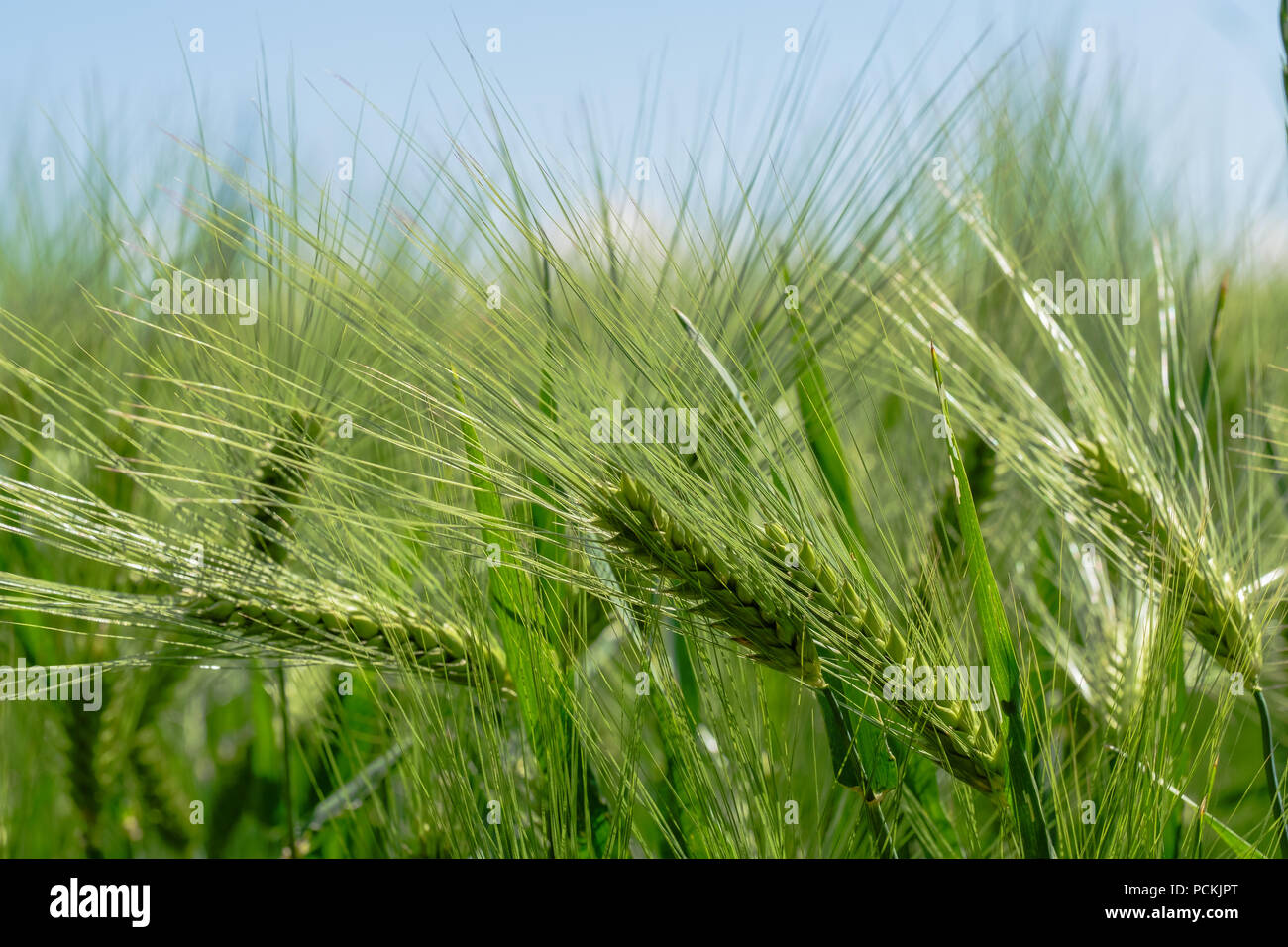 Ears of corn in the field, not yet ready for the harvest. Corn fields ...